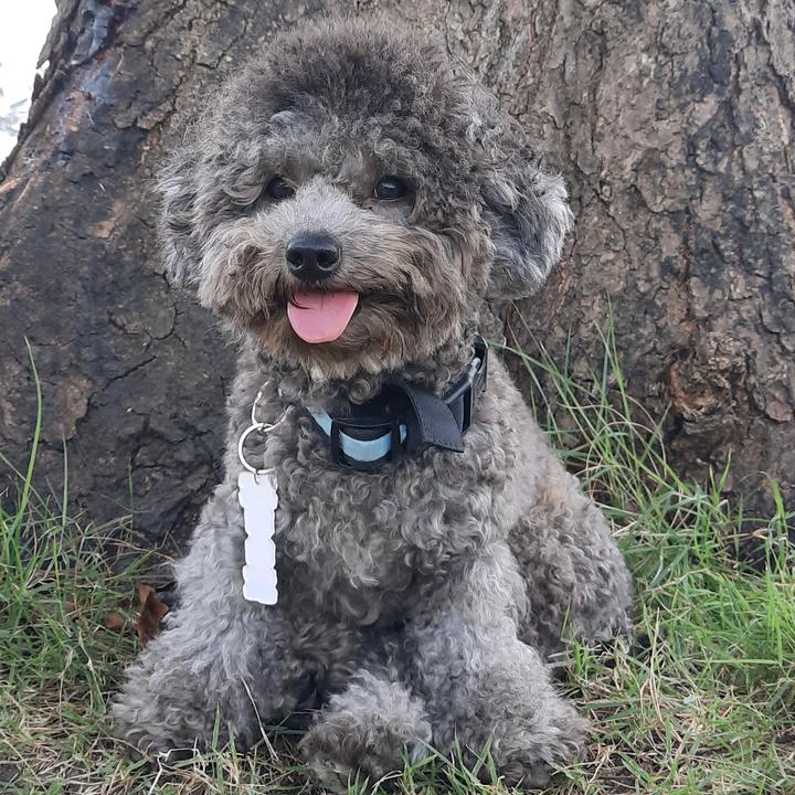 🦄 @molly_mochi_toypoodle - Molly_Mochi_Toypoodle - TikTok
