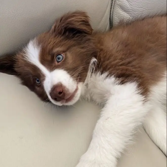 💋𝒬𝒰ℰℰ𝒩 🐾 - @_.animal._.editss._ TikTok Analytics | Profile, videos ...