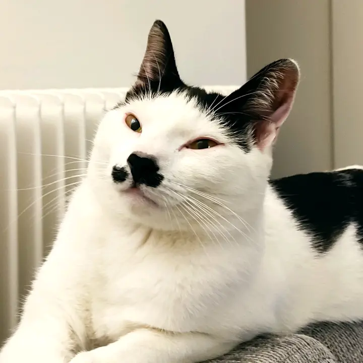 Oliver the Moustache- @oliver_moustache TikTok 分析|プロフィール、動画、ハッシュタグ | Exolyt