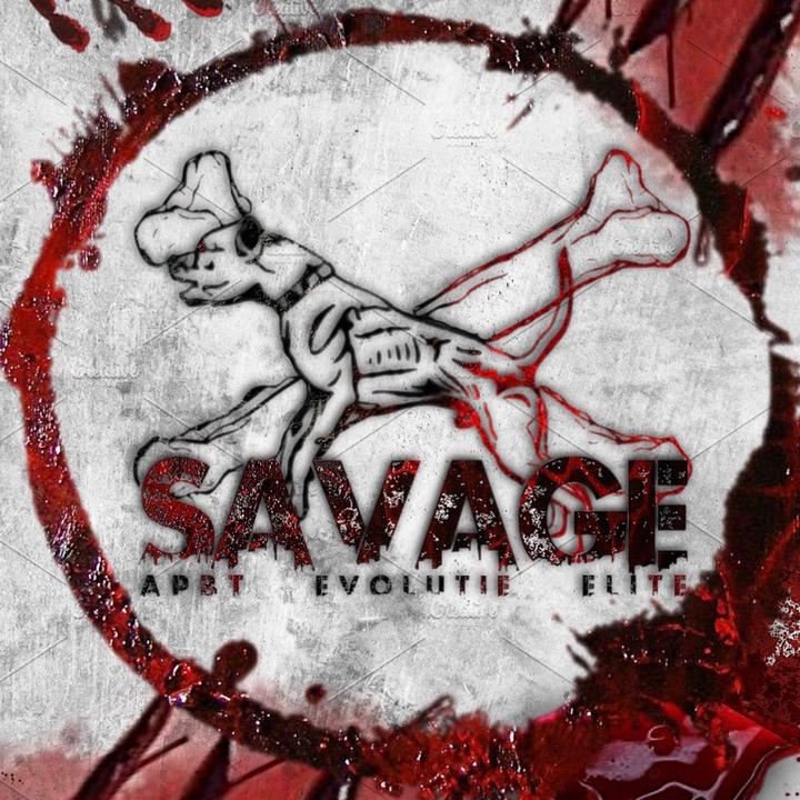 🦄 @savage_dog_evolutie - ☠️𝐒𝐀𝐕𝐀𝐆𝐄 𝐃𝐎𝐆☠️ - TikTok